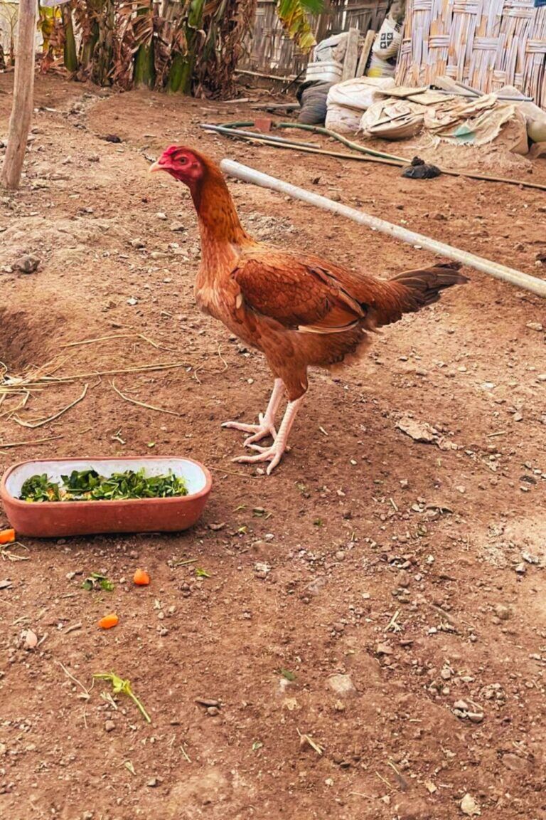 Remote Work Life in Perú: Introducing The Chickens - Doors And Floors