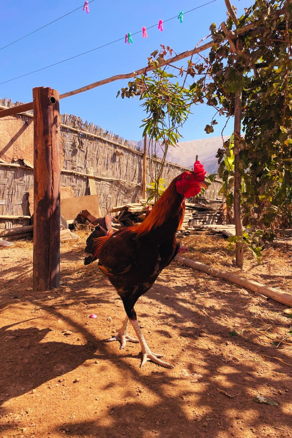 Remote Work Life in Perú: Introducing The Chickens - Doors And Floors