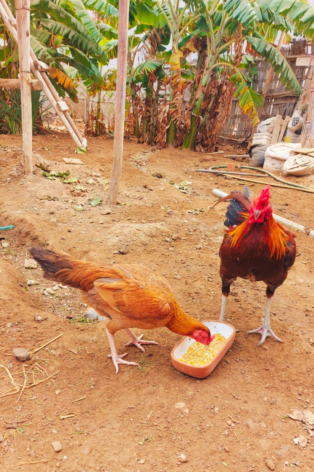 Remote Work Life in Perú: Introducing The Chickens - Doors And Floors