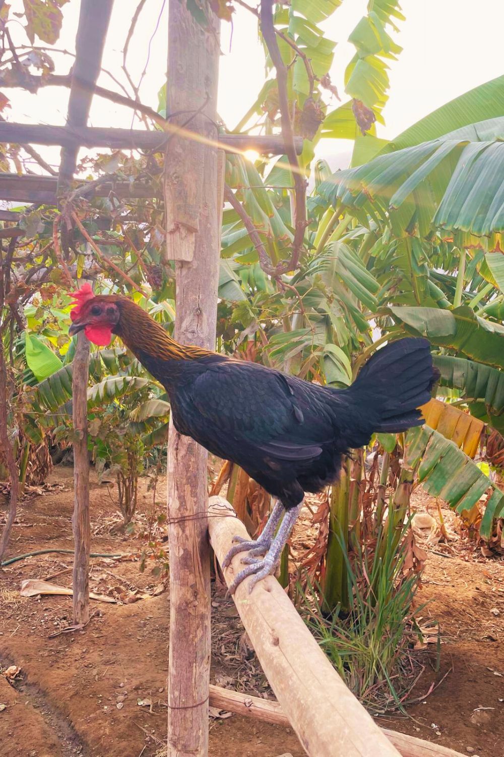 Remote Work Life in Perú: Introducing The Chickens - Doors And Floors