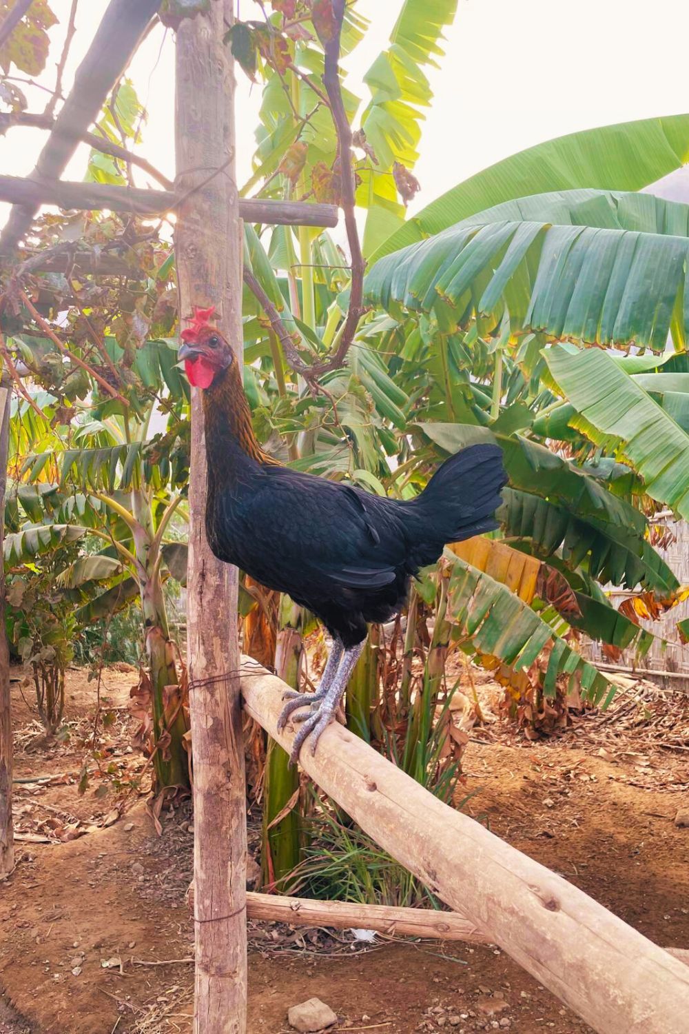 Remote Work Life in Perú: Introducing The Chickens - Doors And Floors