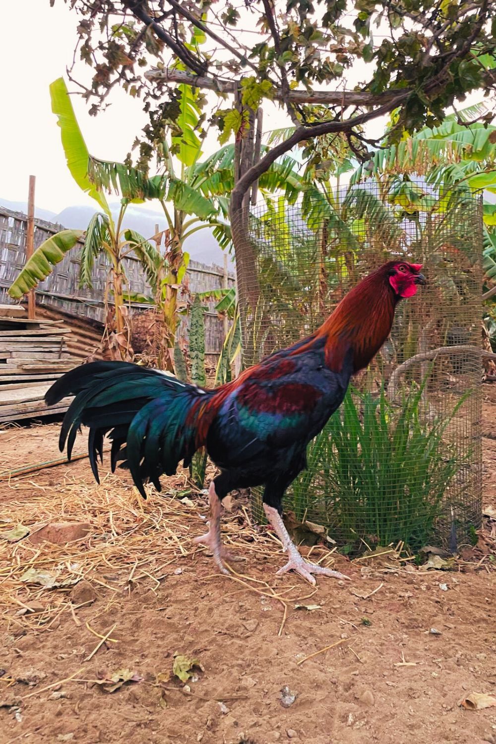 Remote Work Life in Perú: Introducing The Chickens - Doors And Floors