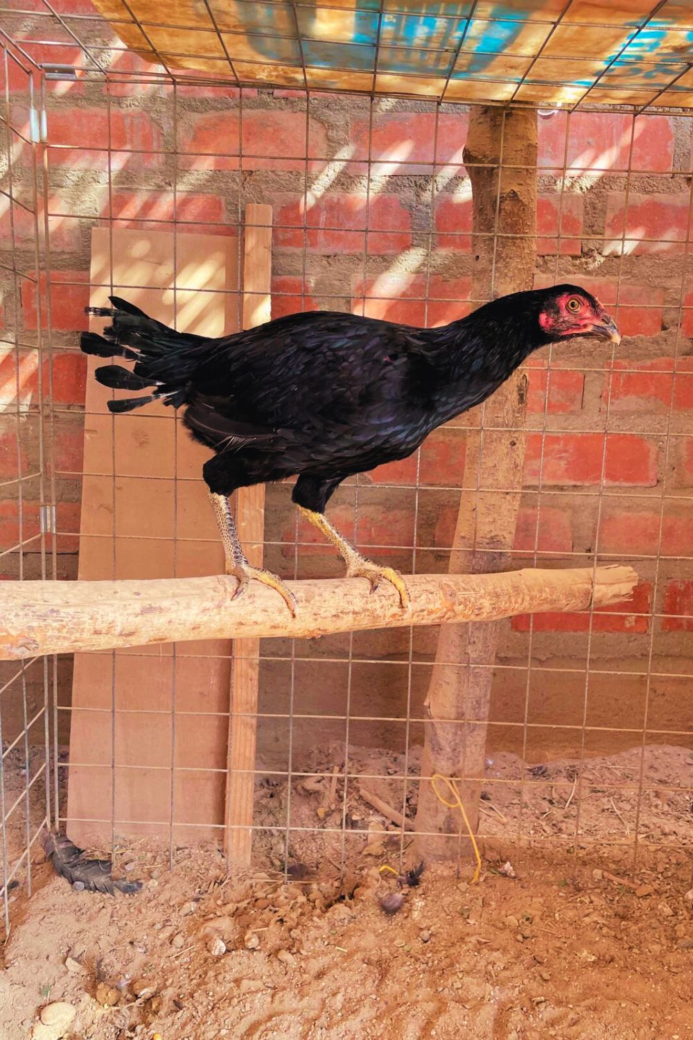 Remote Work Life in Perú: Introducing The Chickens - Doors And Floors
